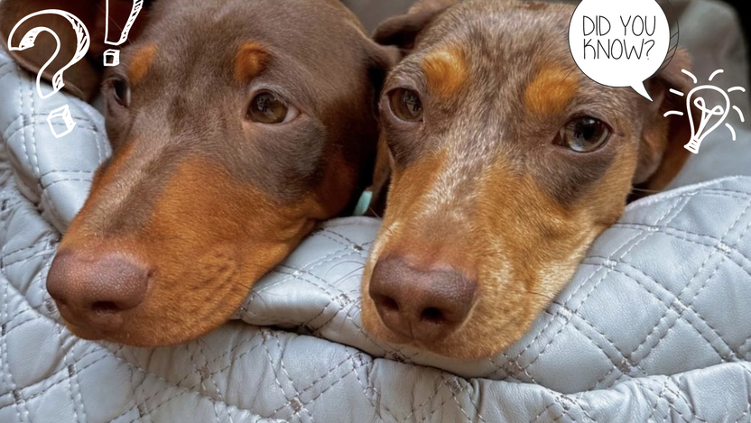 7 Fascinating Facts You Probably Didn't Know About Dogs – Waggs and Bone